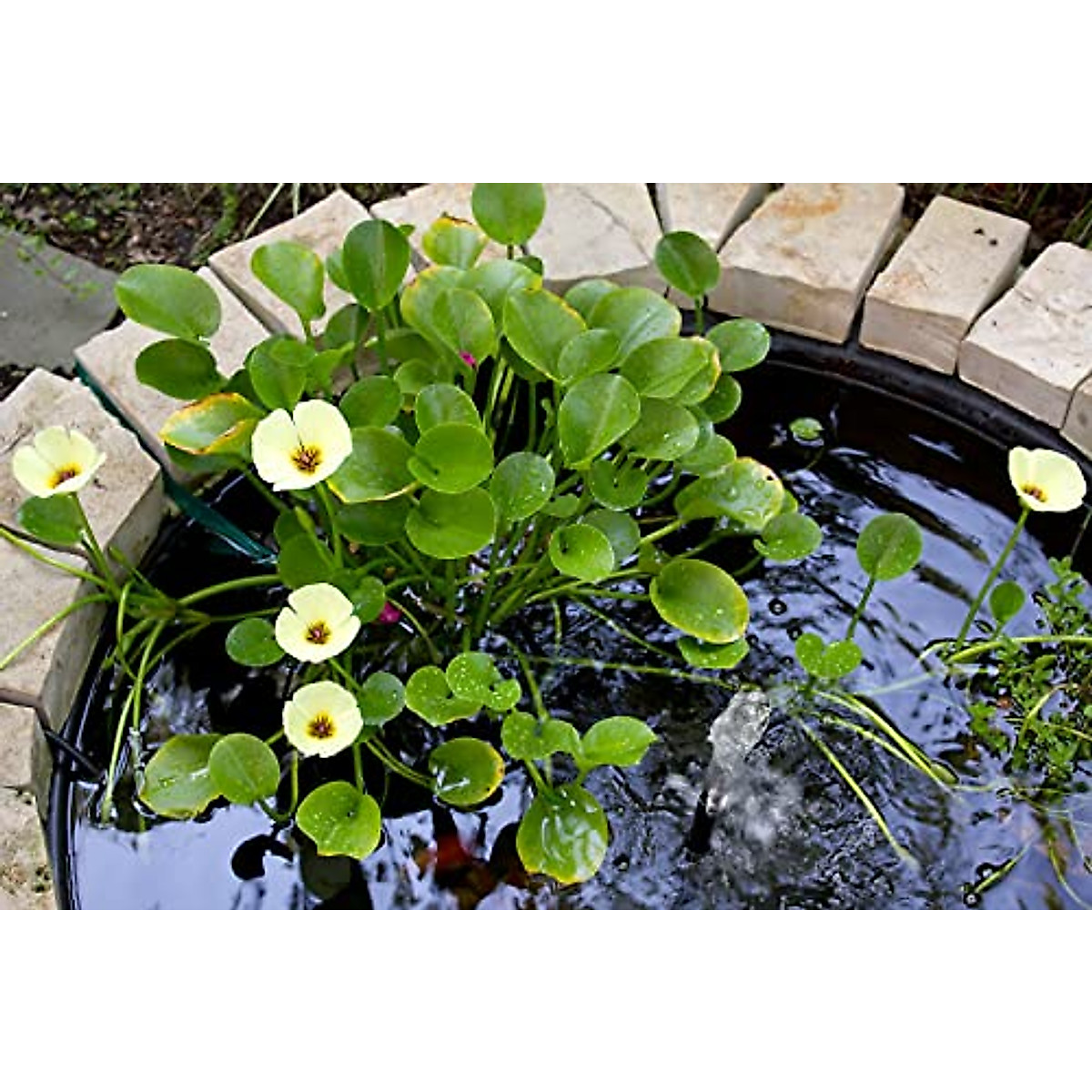 Floating Plants for Water Gardens and Ponds (Water Poppy)