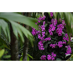 Sony SEL55210 E 55-210mm F4.5-6.3 OSS E-mount Wide Zoom Lens - Silver (Renewed)