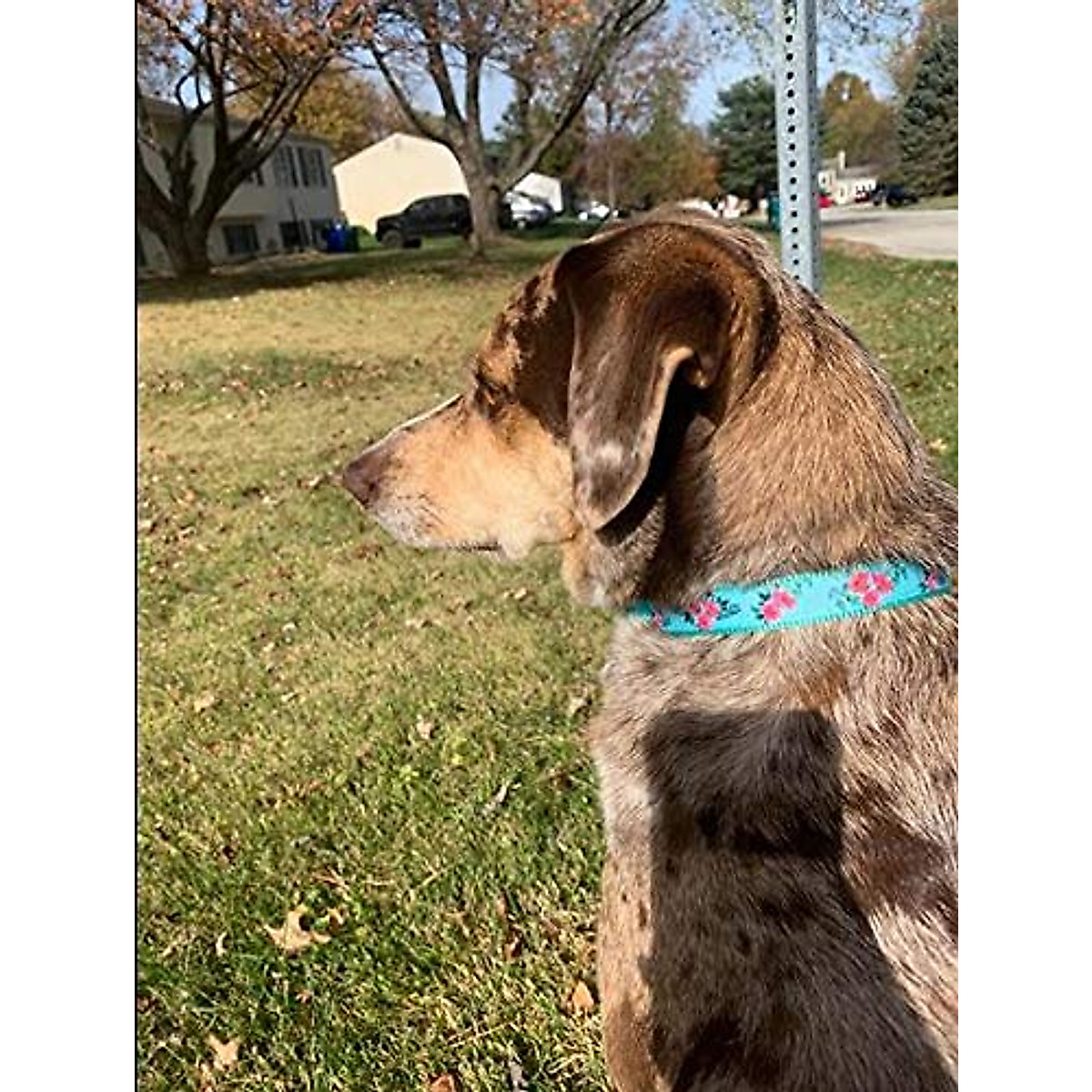 YUDOTE Floral Dog Collars Adjustable Nylon Collar with Quick Release Buckle for Female & Male Dogs, Green,Large
