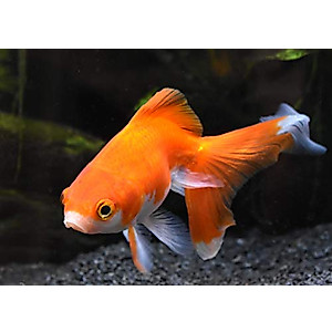 Alkaline Regulator, 500 g / 1.1 lbs