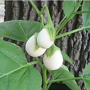 CHUXAY GARDEN 30 Seeds Easter Eggplant, Solanum Ovigerum,Ornamental Eggplant Fresh Vegetables Delicious Healthy Vegetable Gardening Gifts Great for Garden