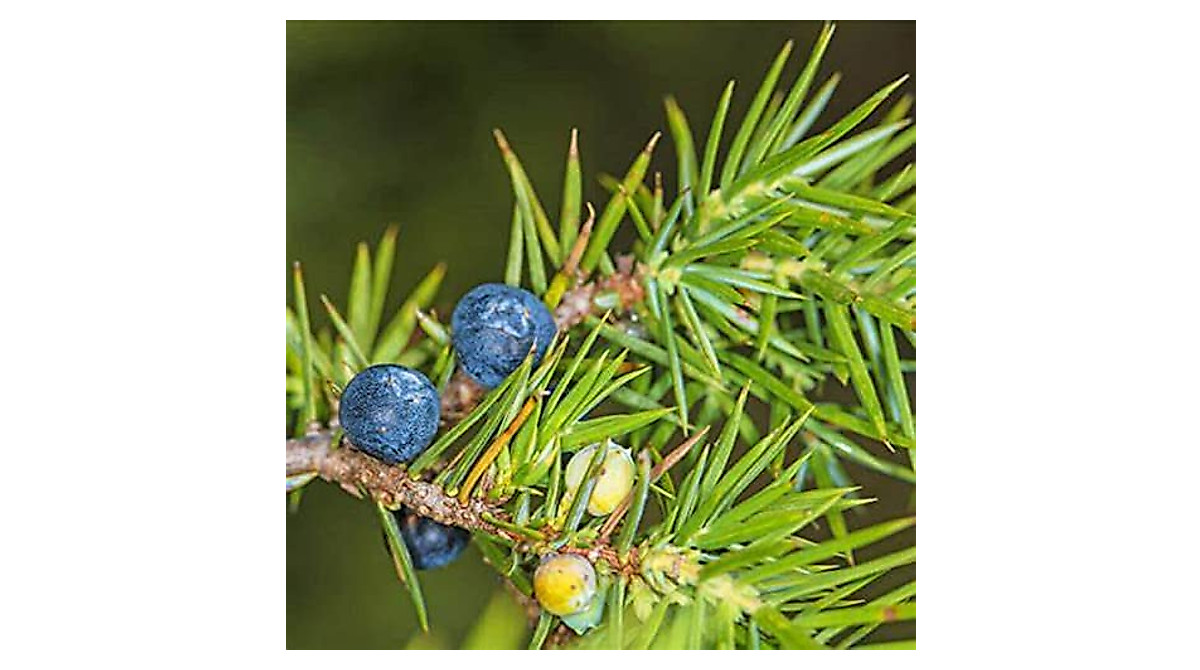 Juniperus Communis Seeds | Hardy Evergreen for Gardens & Landscaping