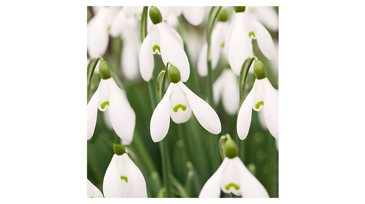 Hardy Snowdrop Seeds: Galanthus Nivalis for Early Spring Gardens