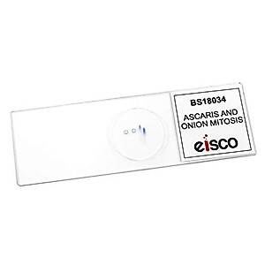EISCO Ascaris & Onion Mitosis, Prepared Microscope Slide - 75 x 25mm - Plant & Animal Mitosis, Introductory Microscopy