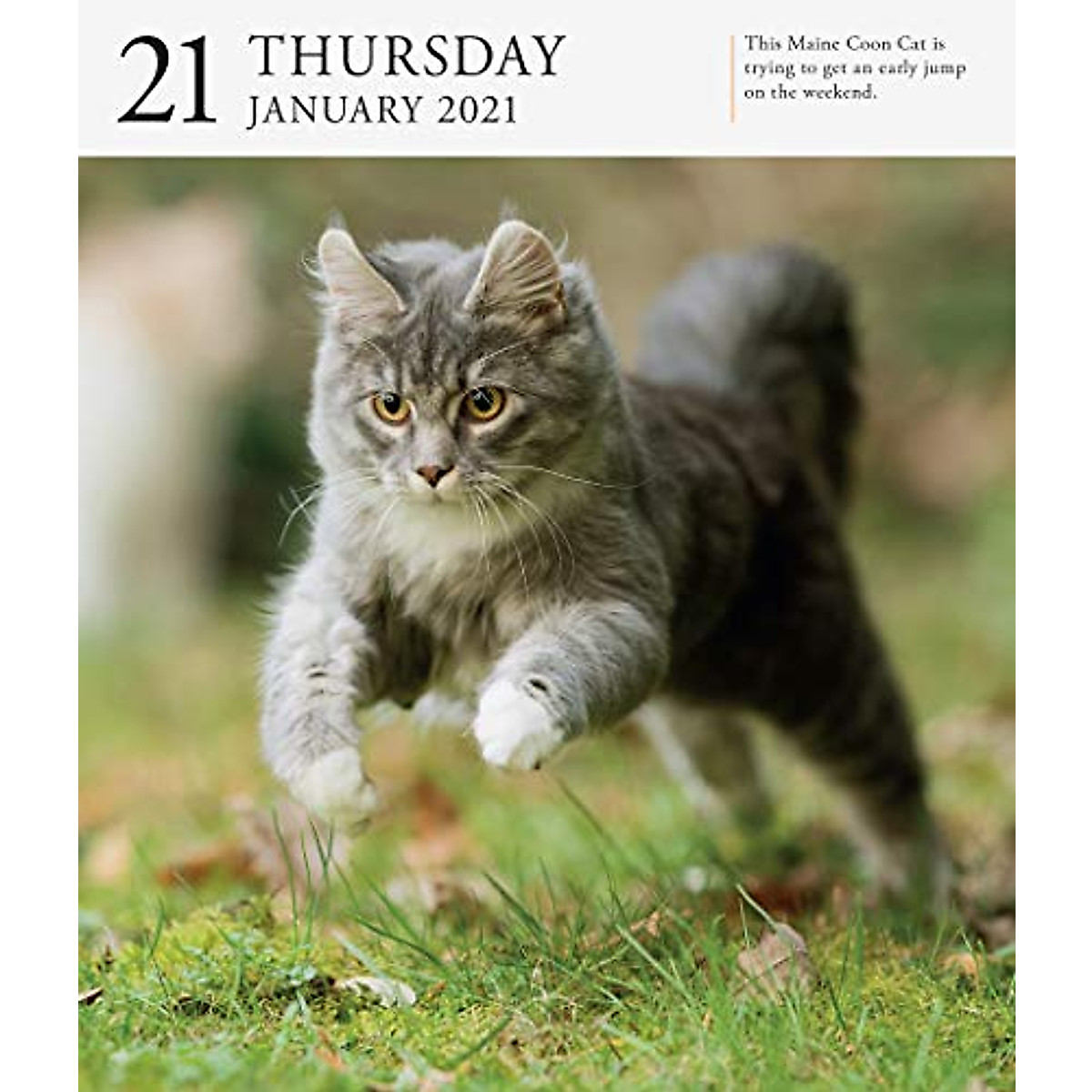 Cat Page-A-Day Gallery Calendar 2021