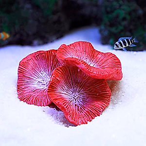 Danmu 1Pc of Polyresin Coral Ornaments, Aquarium Coral Decor for Fish Tank Aquarium Decoration Mini Size 2 1/3" x 1 1/2" x 7/10"