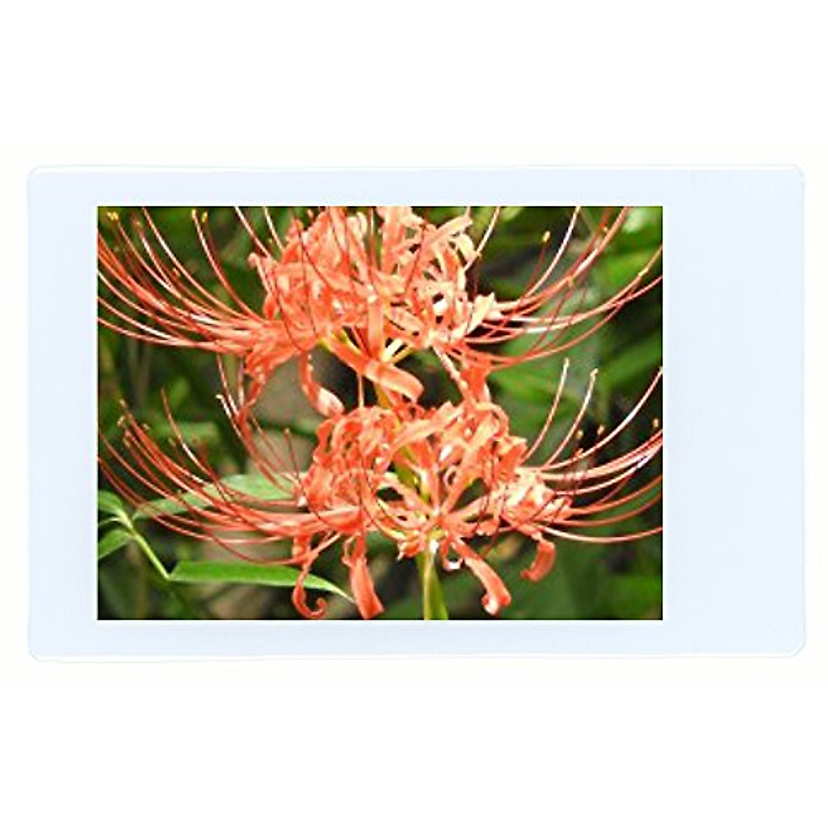 Fujifilm INSTAX Mini Instant Film 5 Pack 50 Sheets (White) for Fujifilm Mini 8 and Mini 9 Cameras