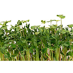 "Basic Salad Mix" Microgreens Seeds for Planting, 300+ Premium Heirloom Seeds, Indoor/Outdoor, (Isla's Garden Seeds), Non GMO, 85-90% Germination, Fun Home Garden Gift