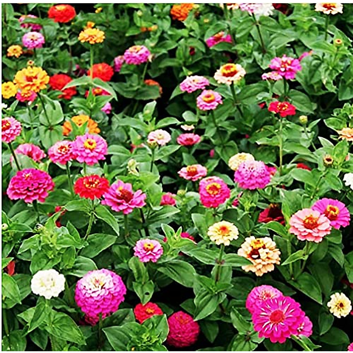 Cut and Come Again Mixed Zinnia Seeds - Approximately 300 Seeds
