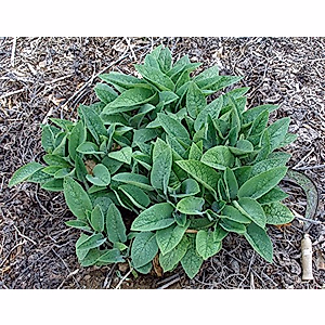 Live Organic Comfrey Plant - Established and Rooted Plants - Bocking 14 Cultivar - comphrey - knitbone - by Yumheart Gardens