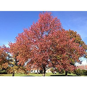 American Sweetgum Tree Plant, 2-3 ft Tall Tree Plant in Pot - Fast Growing