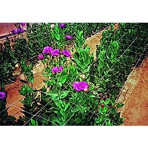 Tenax 100521793 Hortonova SM Plant Trellis Net, 48" x 328' White