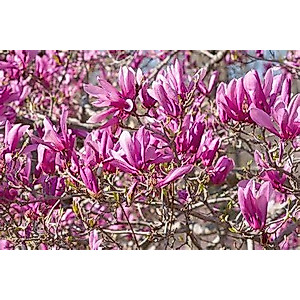 TriStar Plants - Ann Magnolia - 1 Gallon Trade Pot 2'-3'ft Tall, Established Roots, liliiflora 'Nigra' x stellata 'Rosea, Flowering Tree, Fast Growing Trees, attracts pollinators