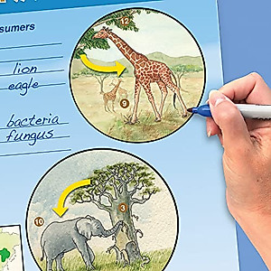 NewPath Learning - 34-6305 10 Piece Food Chains/Food Webs Curriculum Mastery Flip Chart Set, Grade 5-10