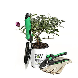 Miss Molly Butterfly Bush (Buddleia) Live Shrub, Deep Pink Flowers, 4.5 in. Quart