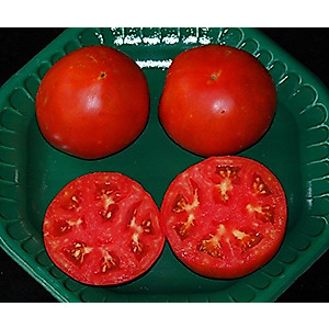 Celebrity Hybrid Tomato seedsbulk 50 pkt. Heavy producercompact Plant