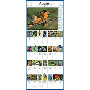Audubon Songbirds and Other Backyard Birds Picture-A-Day Wall Calendar 2021
