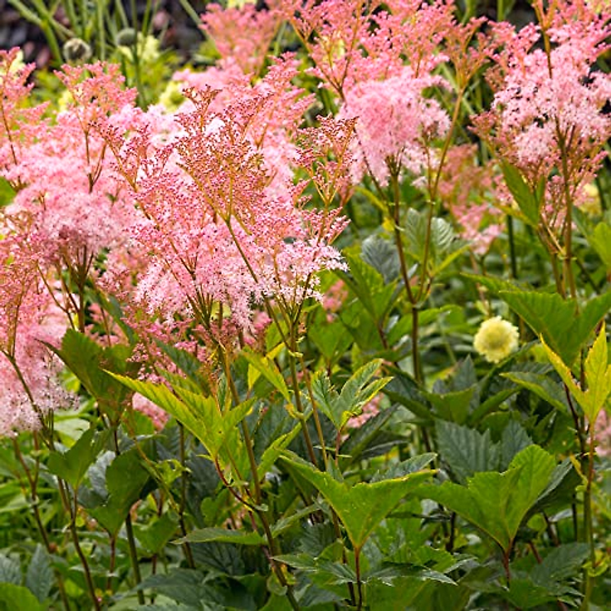 CHUXAY GARDEN Pink Filipendula Ulmaria-Meadowsweet,Mead Wort,Queen of The Meadow,Meadow-Wort,Meadow Queen,Dollof,Meadsweet,Bridewort 40 Seeds Lovely Flowers Great for Garden