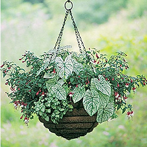 Tosuced Hanging Chains 156 Inches for Bird Feeders, Billboards, Chalkboards, Planters and Decorative Ornaments（ Black ，10 Hooks ）