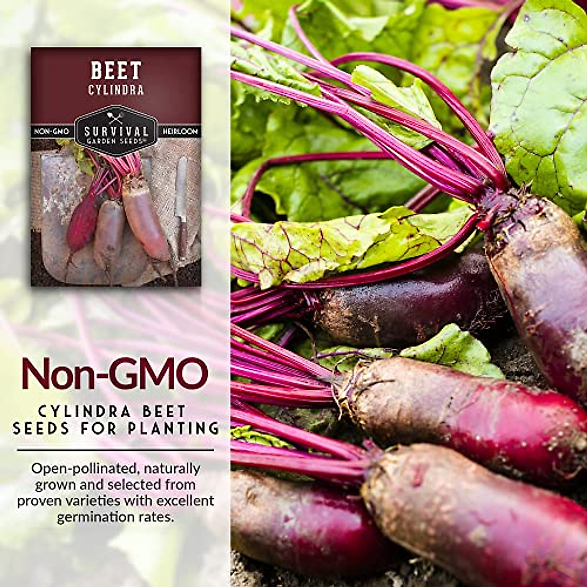 Survival Garden Seeds - Cylindra Beet Seed for Planting - 3 Packs with Instructions to Plant and Grow Dark Red Beets in Your Home Vegetable Garden - Non-GMO Heirloom Variety