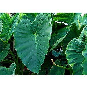 3 Bulbs Colocasia esculenta, Green Taro, cocoyam, taro, Elephant Ears Bulbs Taro