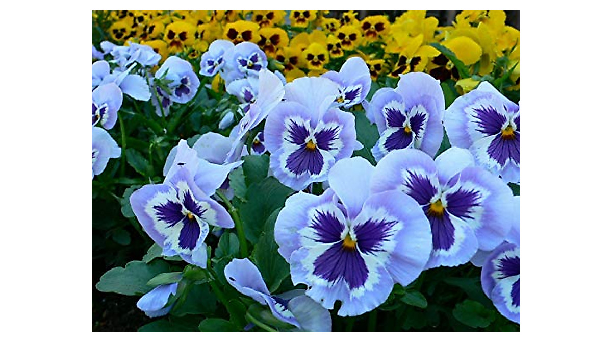 Buy 100+ Viola Pansy Seeds for Beautiful Blue Flowers | Garden Excellence
