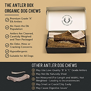 The Antler Box Premium Elk Antler Dog Chews (1 Piece Box) (Split, X-Large (6-8Oz)