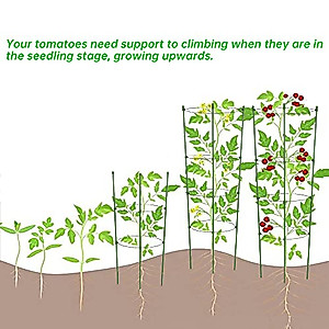 Adjustable Tomato Cage,36" Plant Support Garden Plant Stakes Cucumber Trellis with 4 Adjustable Ring for Climbing Plants Vegetables，Flowers，Fruit,Rose Vine Climbing Plants(6 Pack)