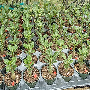 8 Black and Red Desert Rose Seeds Adenium Obesum Exotic Tropical Flower Seed Flowers Bloom Perennial, Potted Plant & Bonsai, Easy to Grow -QAUZUY GARDEN