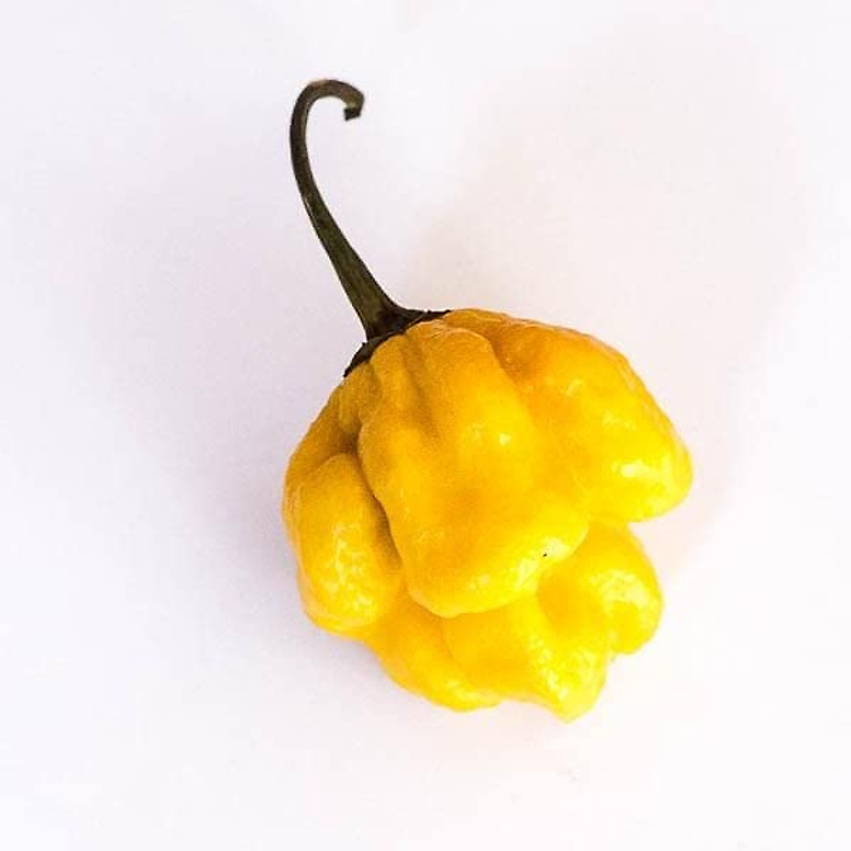 Pepper Joe’s Yellow Reaper Pepper Seeds ­­­­­– Pack of 10+ Superhot Reaper Chili Pepper Seeds – USA Grown ­– Premium Non-GMO Yellow Reaper Seeds for Planting in Your Garden
