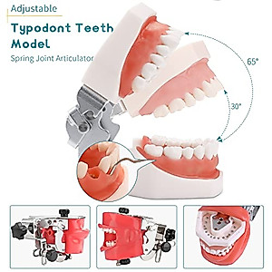 LVCHEN Manikin Simulator Head Lab Training Phantom Head with Typodont Teeth Model Fixed on Desk 1:1 High Emulation 360-Degree Adjustable for Dental Schools Education Practical Demonstration
