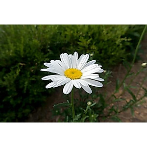 1000 Alaska Shasta Daisy Flower Seeds for Planting