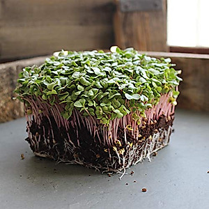 Radish Sprouting Seed - Red Arrow Variety - 1 Lb Seed Pouch - Heirloom Radish Sprouts - Non-GMO Sprouting and Microgreens