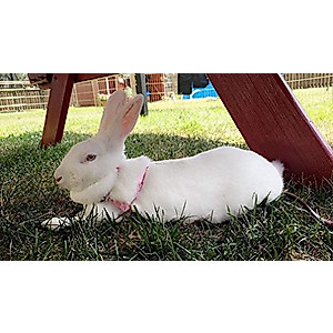 Rabbit Bunny Harness with Leash Adjustable Soft Nylon Harness Rabbit Vest Harness Lead Leash Pink Blue Lead Leash All Season for Small Animals (Pink)