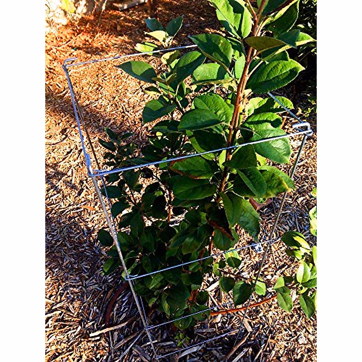 MTB Galvanized Square Folding Tomato Cage Plant Support Stake Tower 12 inch by 46 inch, Pack of 5 Sets(Also Sold as Pack of 2 & 10,PVC Green is Available)