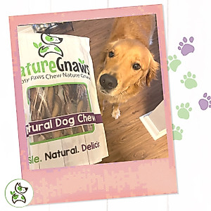 Nature Gnaws Braided Pork Jerky Sticks for Dogs - Premium Natural Dog Chew Treats - Rawhide Free Dental Bones - Long Lasting Training Reward Treat
