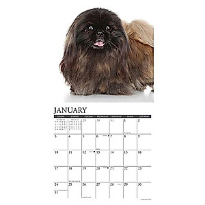Just Pekingese 2021 Wall Calendar (Dog Breed Calendar)
