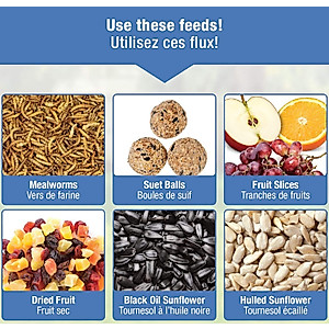 Nature's Way BBFM1 Bluebird Buffet Metal Bird Feeder with Protective Baffle, Outdoor Wild Bird Feeder and Décor, One Glass Dish with 3/4 Cup capacity, Blue