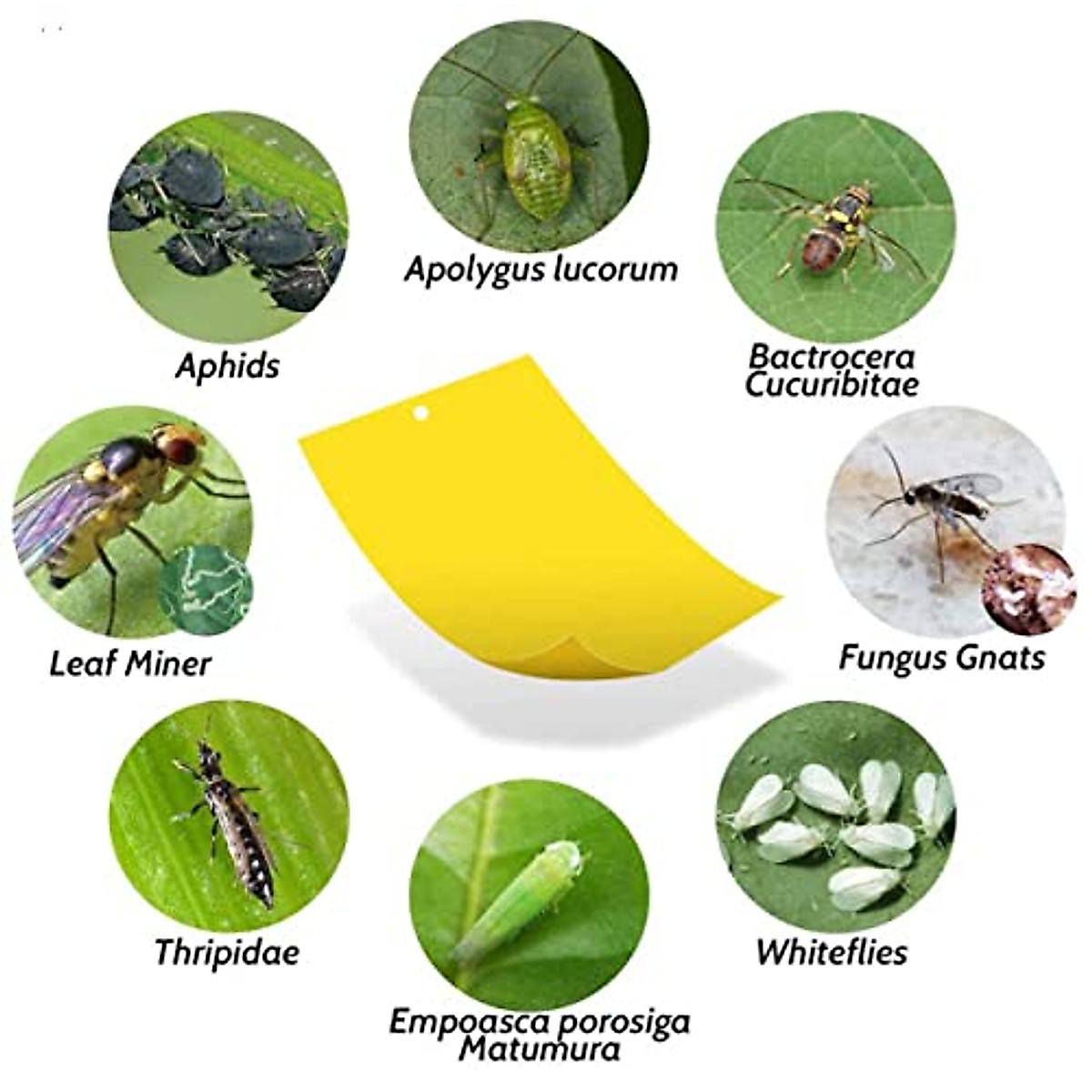 HGSLWFT 5 Count Sticky White Fly Trap (Pack of 5)