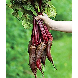 Cylindra Beet Seeds for Planting, 100+ Heirloom Seeds Per Packet, (Isla's Garden Seeds), Non GMO Seeds, Botanical Name: Beta vulgaris 'Cylindra', Great Home Garden Gift