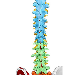 Vision Scientific VAV245 Flexible Spinal Column | 5 Color-Coded | Muscle W Occipital Bone | Sacrum, Coccyx, 24 Vertebrae, Soft Disc | Pelvic Bones & Femur Heads, Arteries, Nerve Endings | W Manual