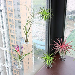 40 Pack Air Plant Stand Holder Tillandsia Airplant Container with Suction Cup Tabletop Planter Display Racks for Hanging Tillandsia House Plants