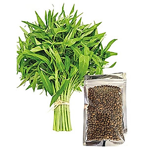 500+ Kangkong Seeds - Rau Muong- Kong Xin CAI- Ong Choy Seeds for Planting- Vegetable Seeds for Yard & Garden Made in USA | Non-GMO | Heirloom | Organic | 95% Germination Rate