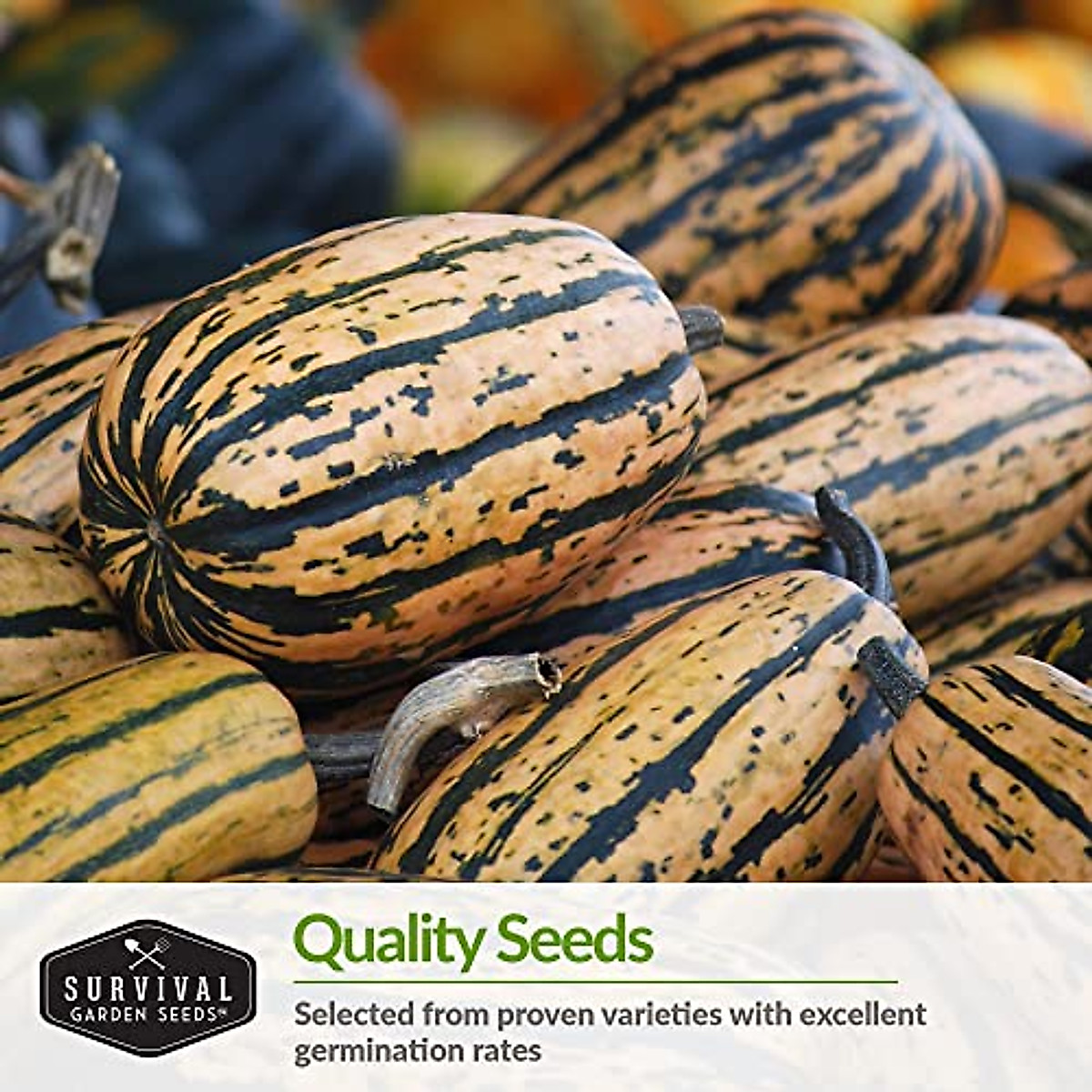Survival Garden Seeds Winter Squash Collection Seed Vault - Non-GMO Heirloom Varieties for Planting and Growing in The Vegetable Garden - Butternut, Delicata, Pink Banana, and Spaghetti Squash