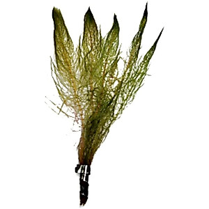 Marcus Fish Tanks Red Myrio Myriophyllum Heterophyllum Foxtail Watermilfoil Live Aquarium Plants