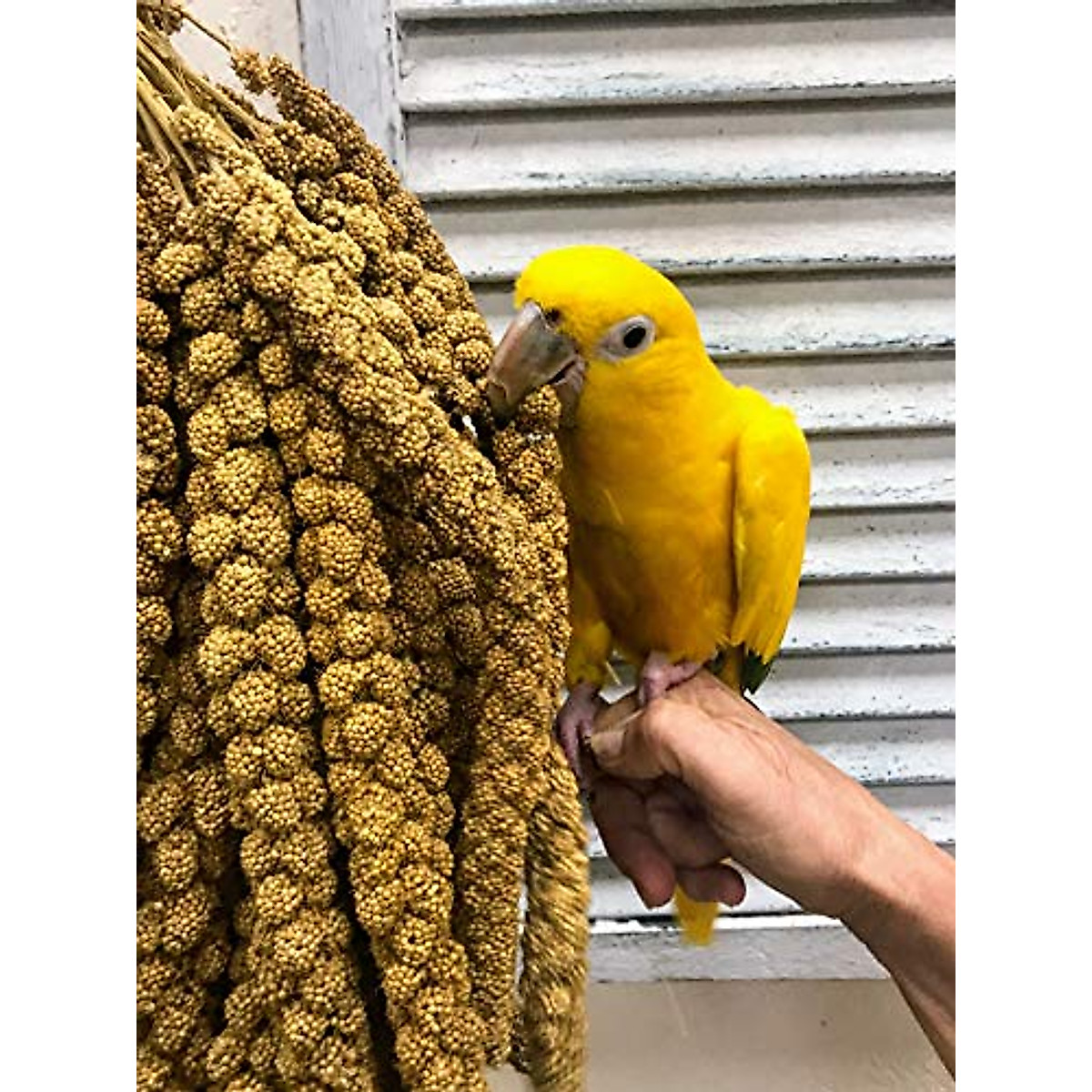 Nemeth Farms Worlds Freshest Sun-Dried Spray Millet Non-GMO and Pesticide Free (No Stems Only Edible Tops) Healthy Bird Treat and Supplement for All Pet Birds Keets Cockatiels Finches-1lb