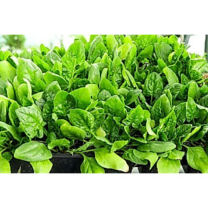 Giant Spinach Herb Garden Seeds for Planting About 100 Seeds
