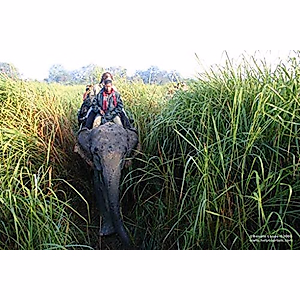 Elephant Grass Seeds - 100 Seeds - Tallest Grass in The World - Ships from Iowa, Made in USA