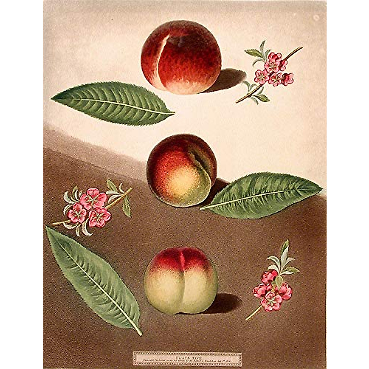 [Peach] Early Purple Peach; Peach of Mr. Padley's; Galand Peach (Violet Hative Peach)