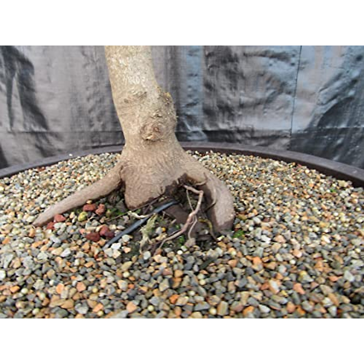 69 Year Old Red Dragon Japanese Maple Specimen Bonsai Tree